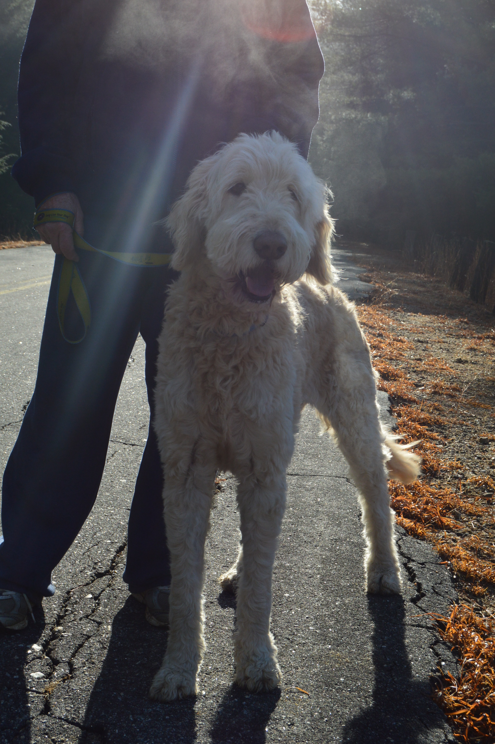 The Dogs And A Few Cats Of 2015 (All Over New England) | New England Nomad