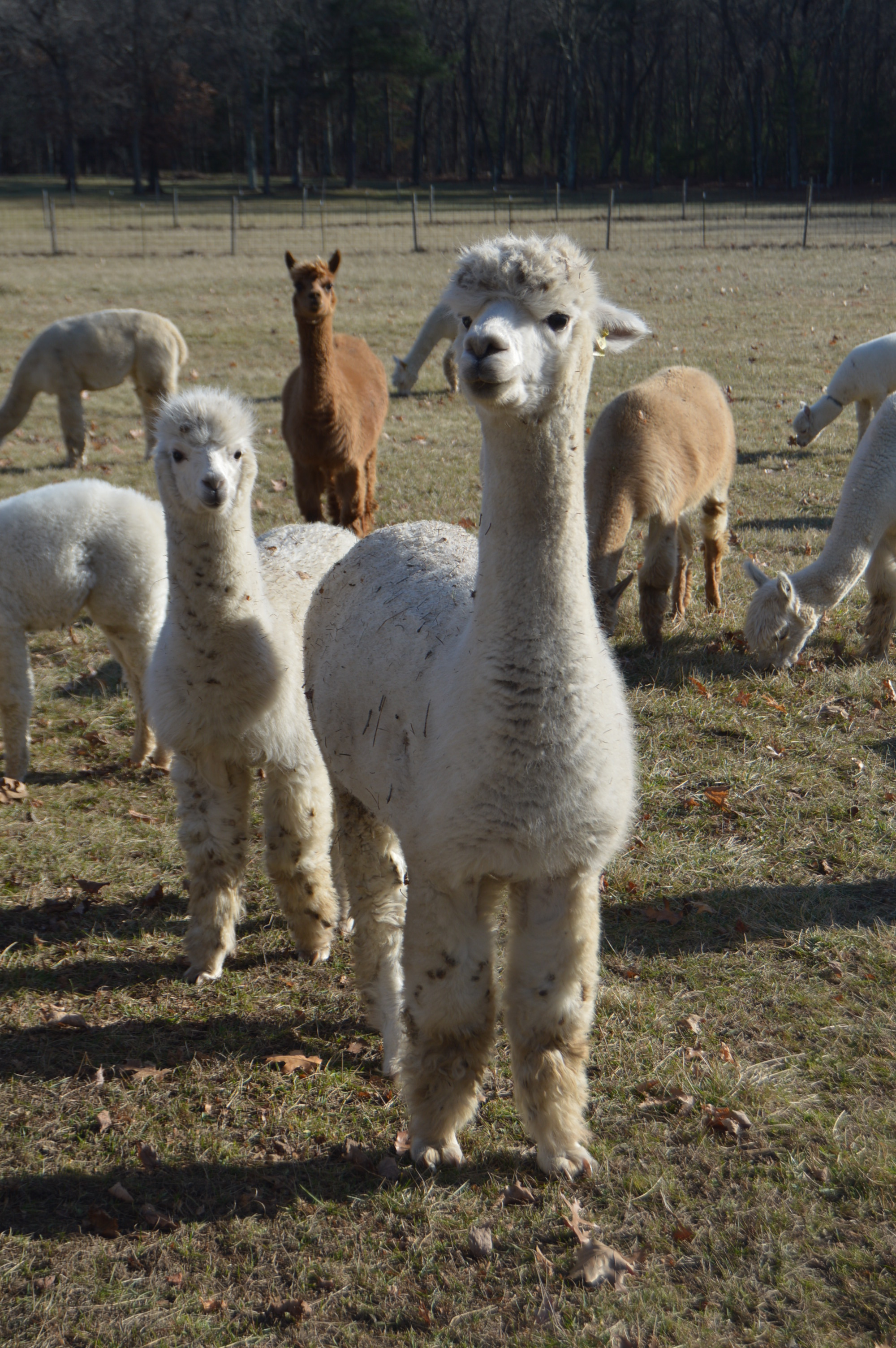 Maple Brook Farm (Westfield, MA) | New England Nomad