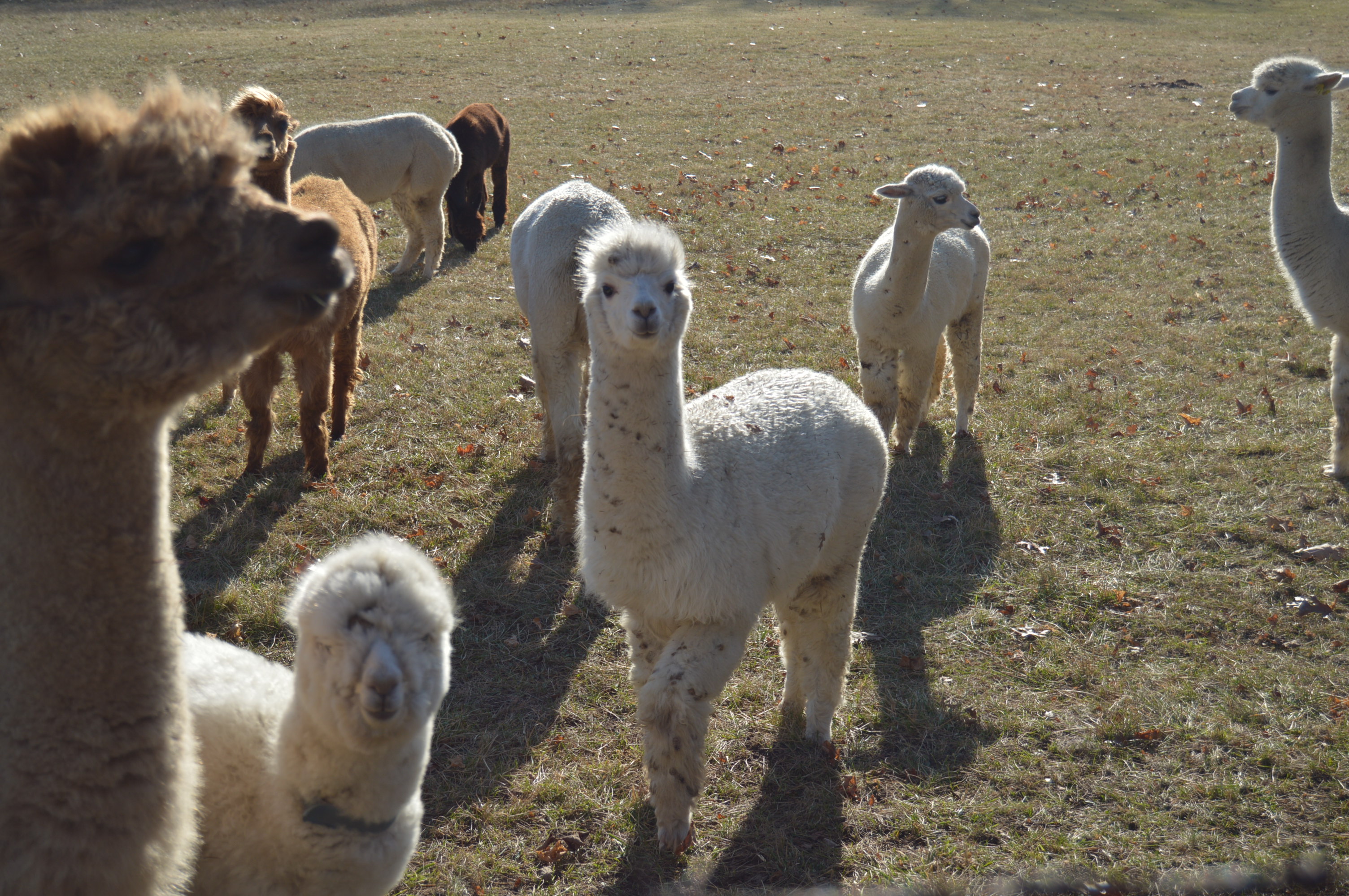Maple Brook Farm (Westfield, MA) | New England Nomad