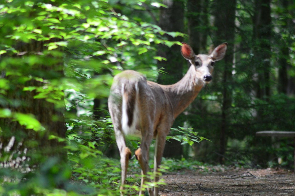 Mass Audubon Arcadia Wildlife Sanctuary (Easthampton, MA) | New England ...