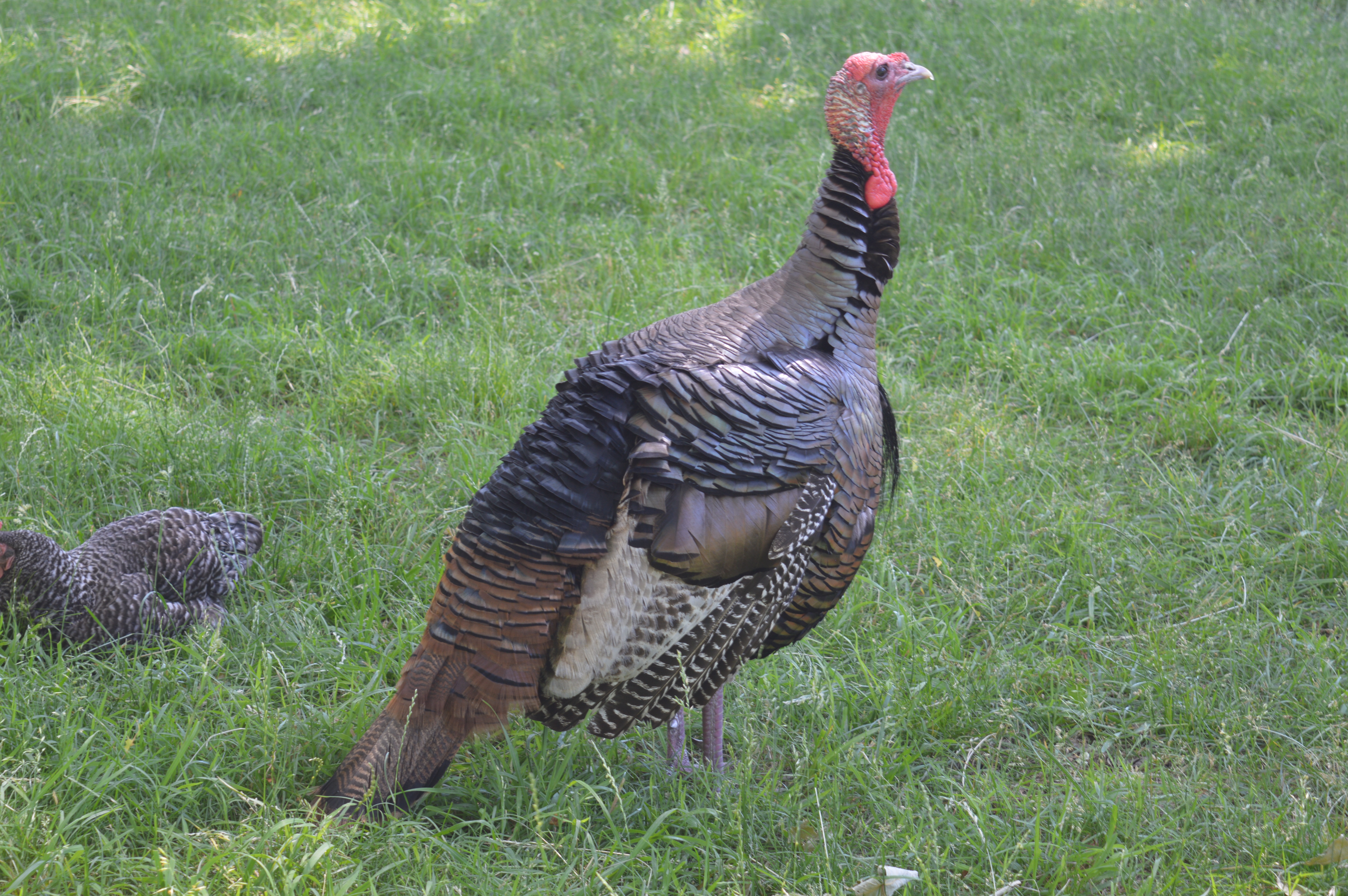 Coggeshall Farm Museum (Bristol, RI) | New England Nomad