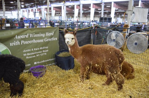 alpacas | New England Nomad