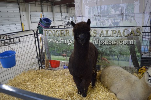alpacas | New England Nomad