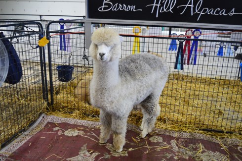 alpacas | New England Nomad