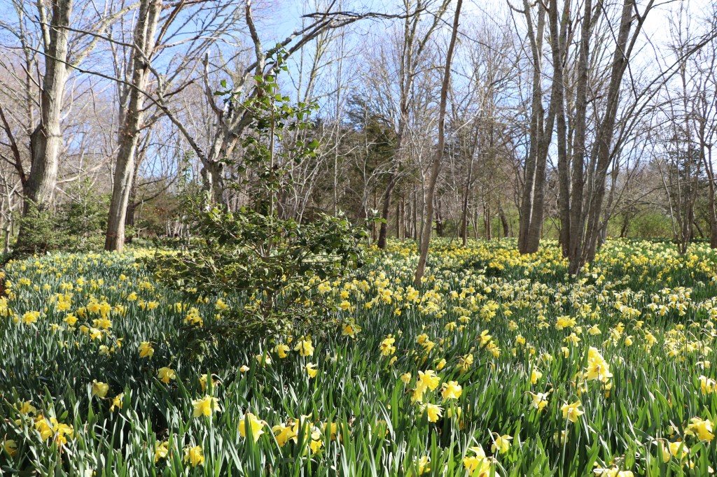 Parsons Reserve (Dartmouth, MA) | New England Nomad