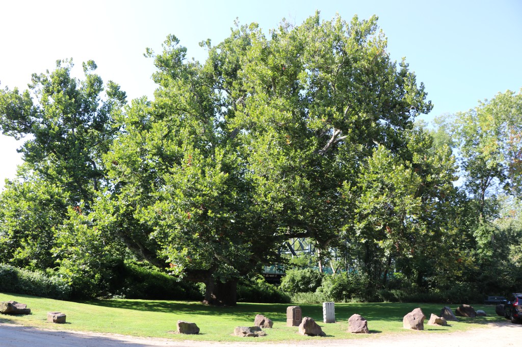 Pinchot Sycamore Tree Park (Simsbury, CT) | New England Nomad