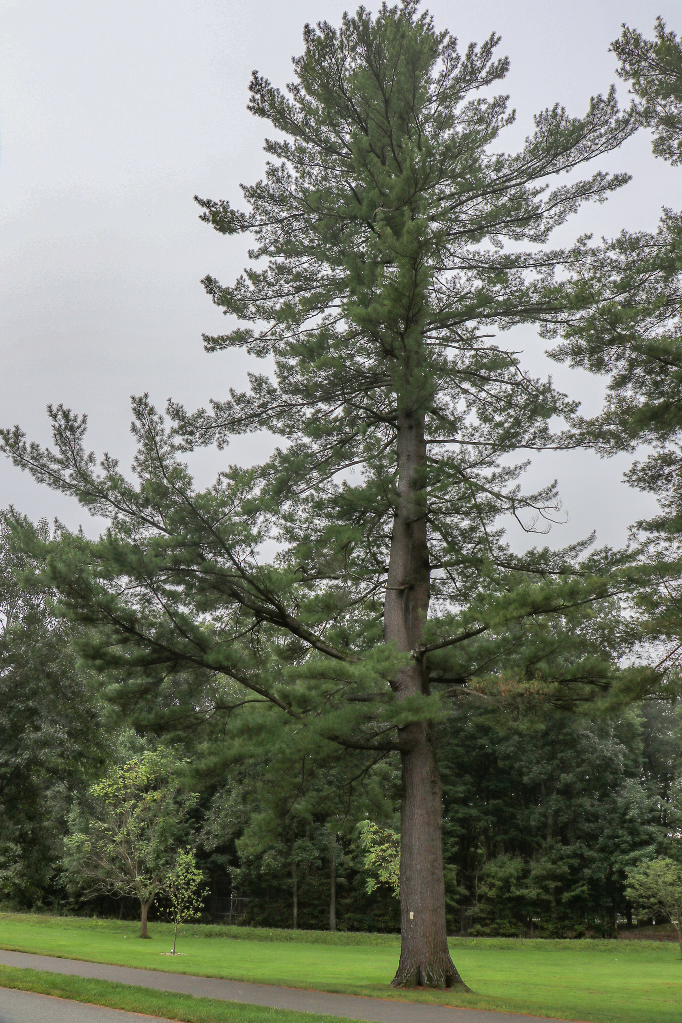 trees | New England Nomad