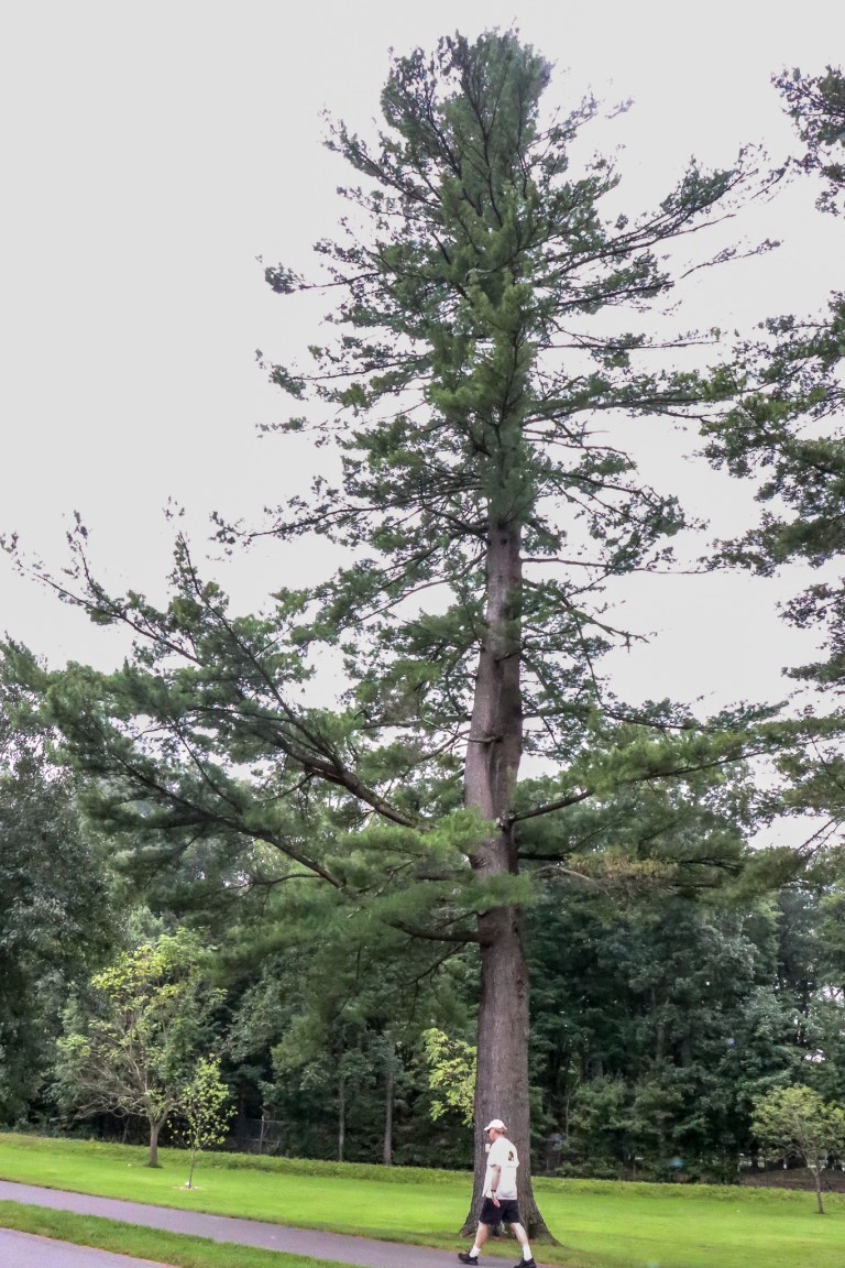 Look Park (Florence, MA) | New England Nomad